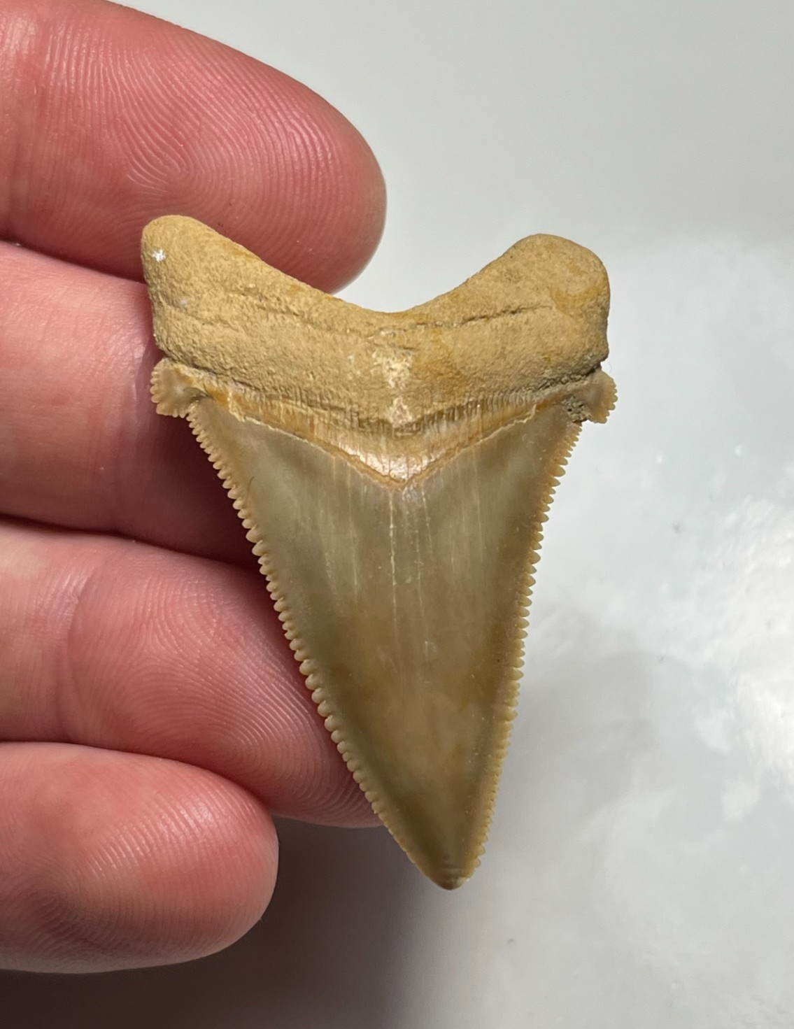1.96" Great Quality Razor Sharp Angustidens Fossil Shark Tooth from SC ...