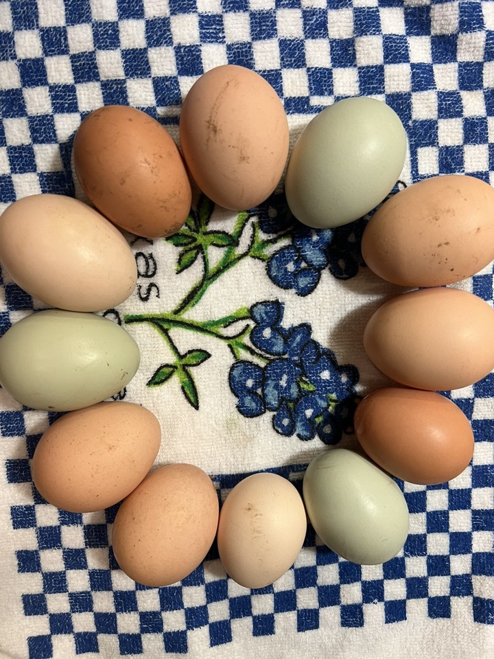 10 Unwashed Fertilized RARE BREED eggs + 2 Ameraucana blue, Green Olive Eggers | eBay