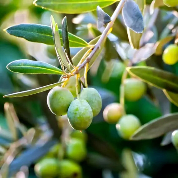 10 CANINO OLIVE TREE SEEDS (Olea europaea) European Common Edible Fruit ...