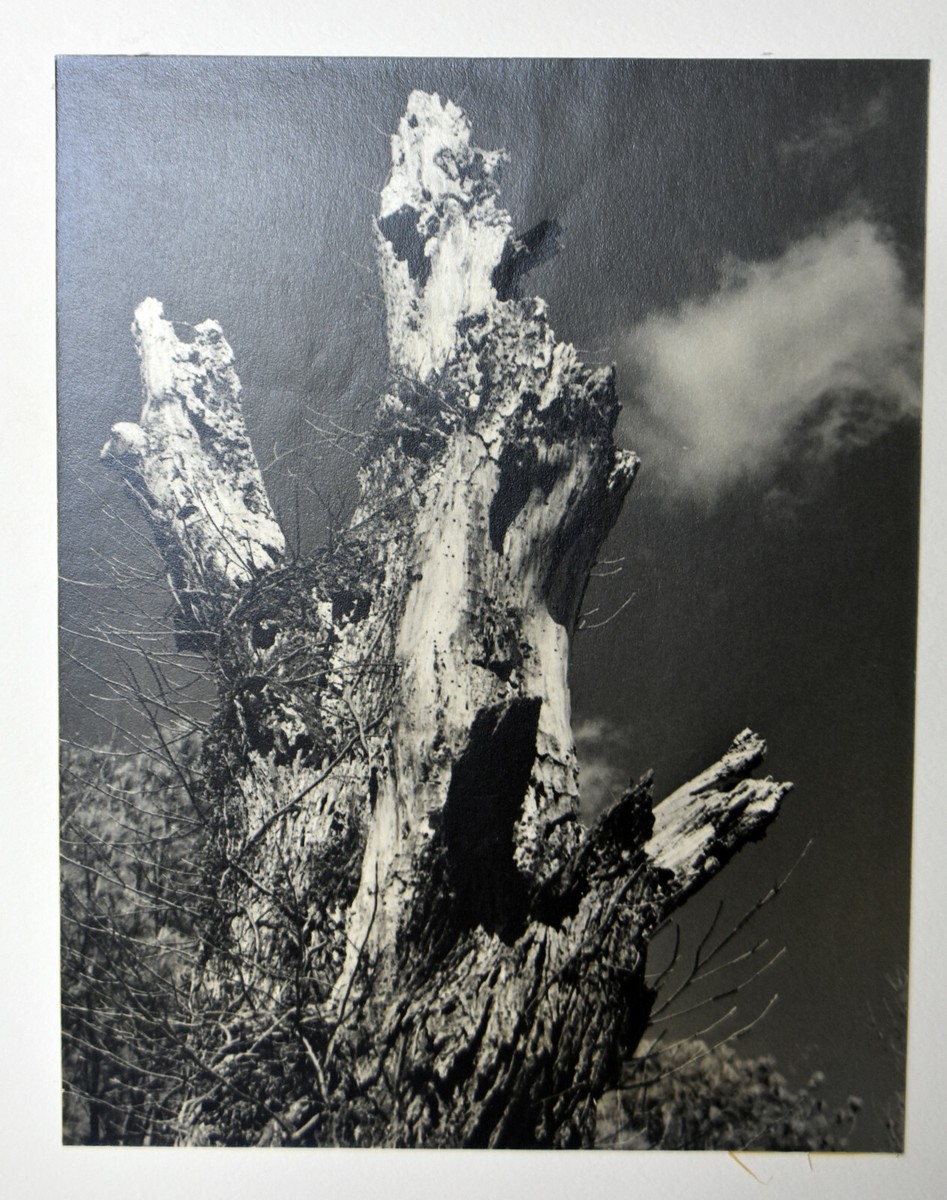Old Dead Tree Art