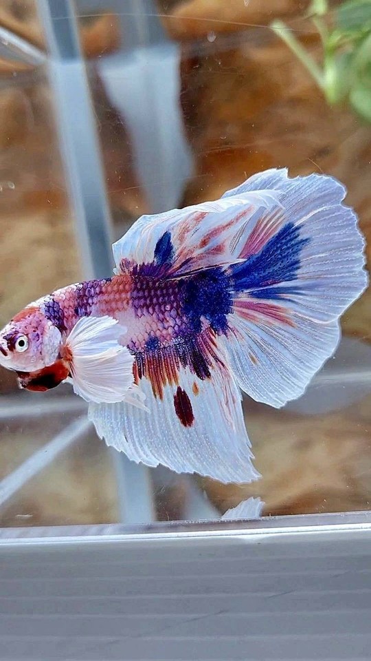 RARE HALFMOON DUMBO EAR PURPLE CANDY MULTICOLOR BETTA (100% REAL PICT ...