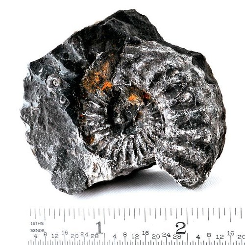 Ammonite - Prolylleceras sp. Ancash, Peru | eBay