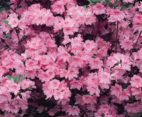 PINK AZALEA JAPANESE TALL EVERGREEN SHRUB HARDY GARDEN PLANT IN POT ...