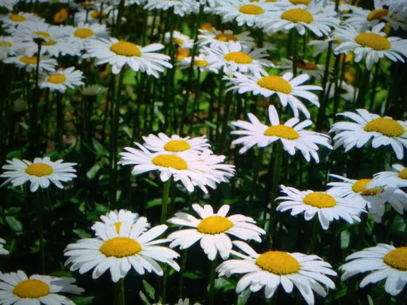 3 Leucanthemum Vulgare (Ox-eye Daisy, OXD) seedling plug plants | eBay UK