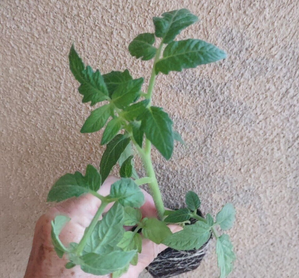 Tomato "PATIO F1" Seedling- 3-4 Ounce Tasty Tomatoes- Great For Hanging ...