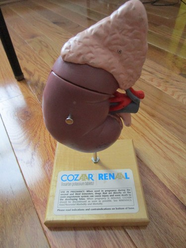 Cozaar Promotion Anatomical Model Kidney & Adrenal Gland Normal ...