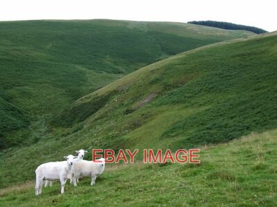 PHOTO NANT-Y-RHIW WITH SHEEP CEREDIGION LOOKING NORTH FROM THE FORMER ...