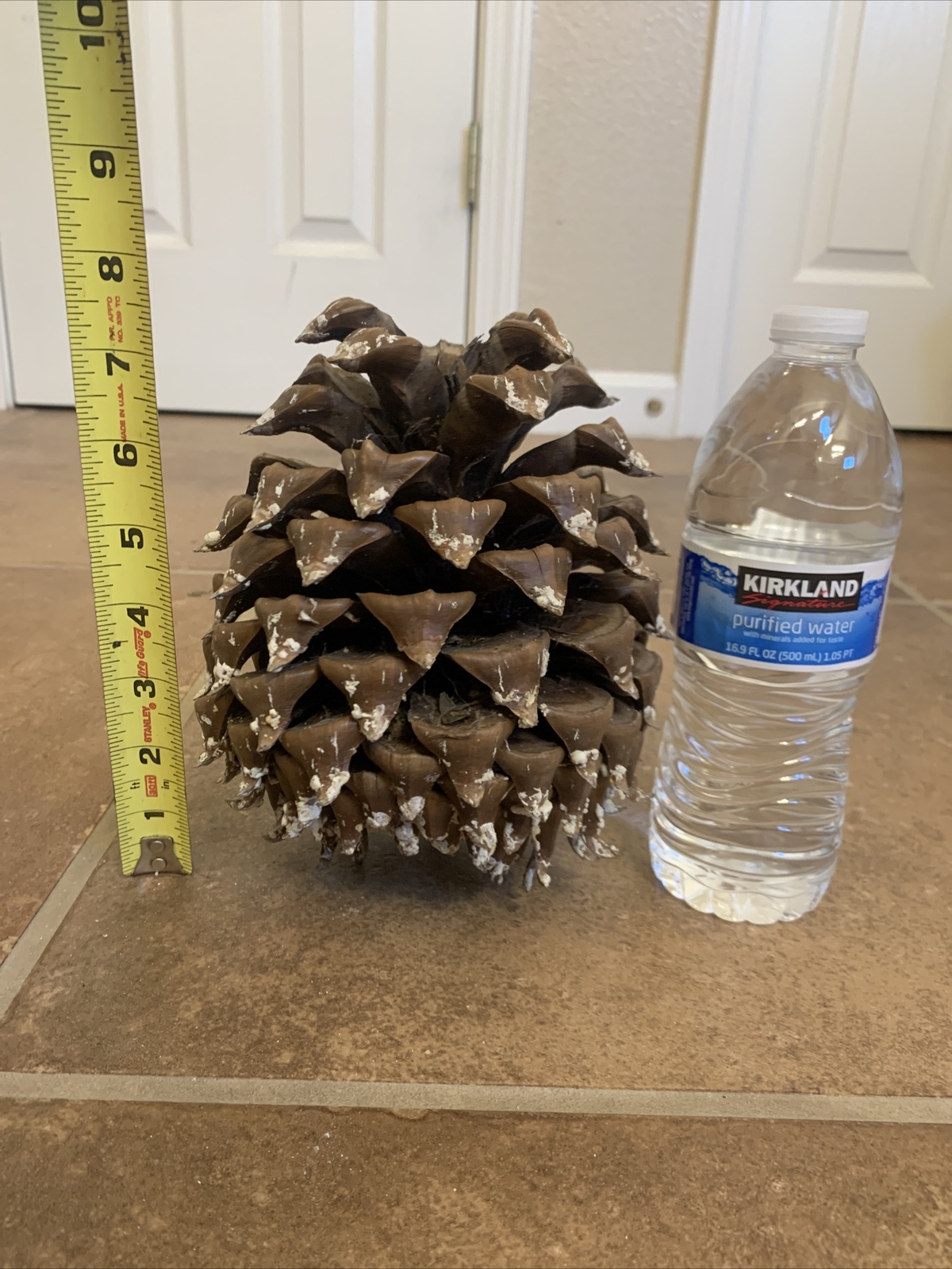 Common Gray Pine Cone | eBay