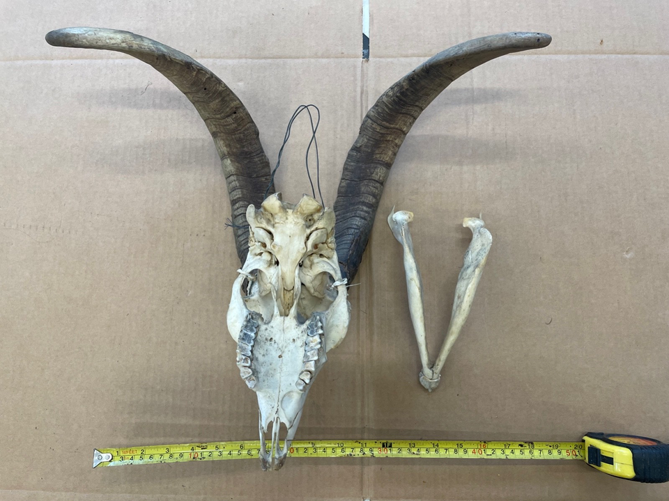 Massive Horned Goat Skull W/ Lower Jawbone, Teeth NICE!!!! | eBay