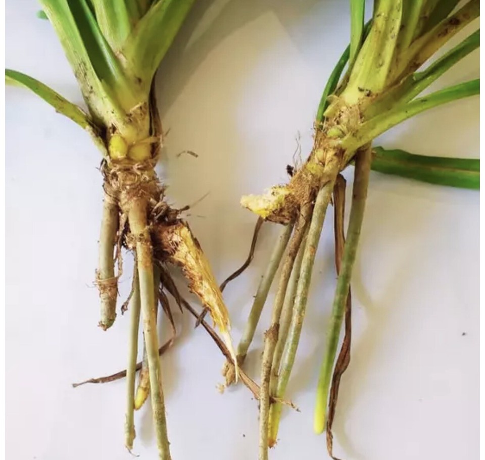 Pandanus amaryllifolius - Pandan leaf Live Plant Root | eBay