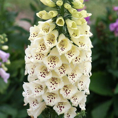 1 GR OF DIGITALIS PURPUREA 'Camelot Cream' APPROX. 10000 SEEDS | eBay UK