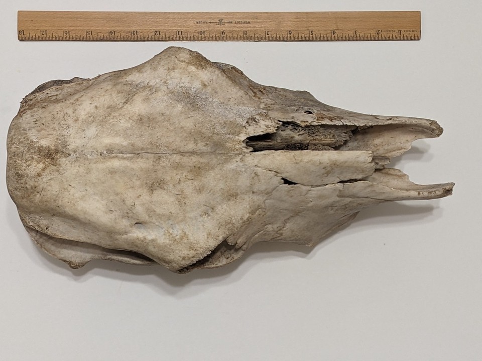 Cow Skull Naturally Weathered Sun Bleached with Upper Teeth Western ...