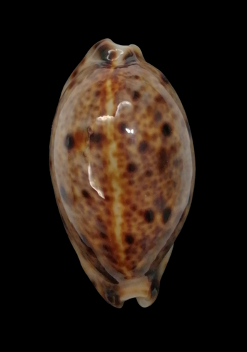 Shell CYPRAEA LYNX New Caledonia 52,8 mm # NIGER & ROSTRATE | eBay