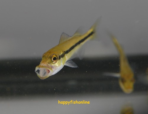 (3) TEMENSIS SPECKLED PEACOCK BASS (Cichla temensis) BABY WILD LIVE ...