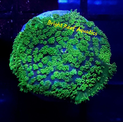 Bright Reef Aquatics - WYSIWYG HULK RHODACTIS MUSHROOM LIVE CORAL FRAG ...