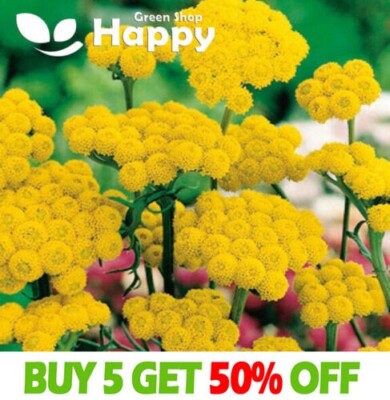Yellow Ageratum - Lonas inodora - 850 SEEDS - Annual border cut flower ...