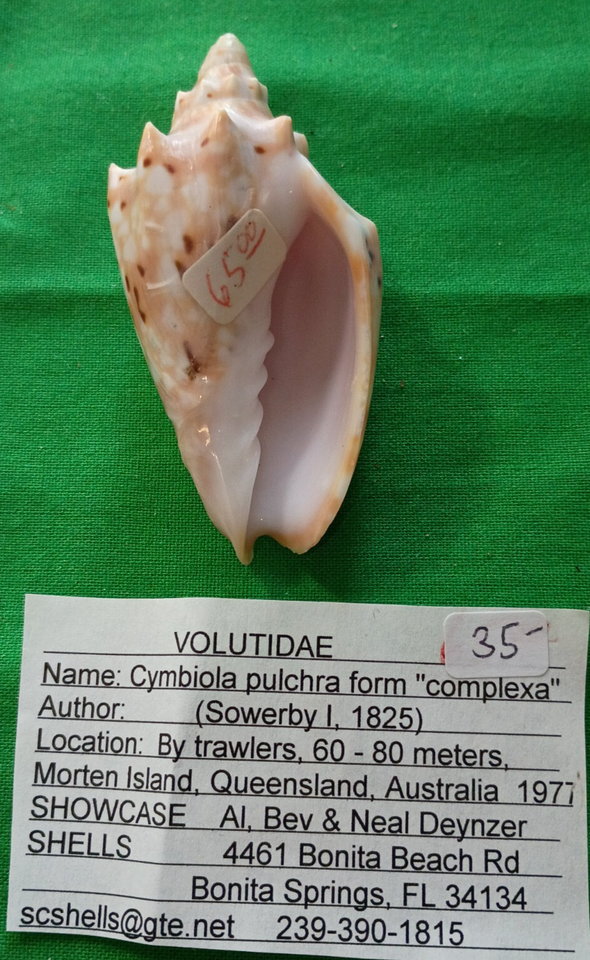 Cymbiola pulchra f. complexa #M0425 Australia 67mm | eBay