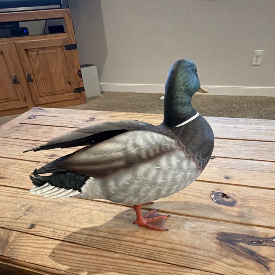 Hand-painted Mallard Duck Hunting Decoy Multicolor Realistic Plastic ...