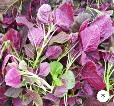 2000 Red Spinach Seeds | NON-GMO Vegetable Seeds | Fresh Garden Seeds ...