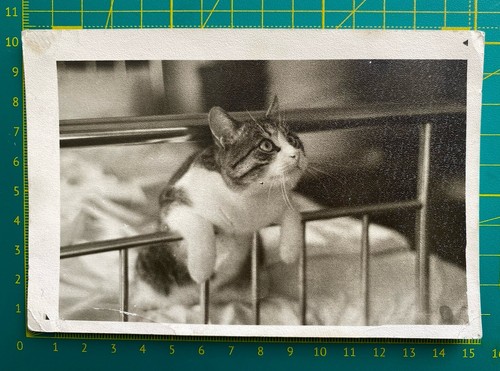 Original Photo of the Soviet Beautiful Cat, Nice Look, Vintage Original ...