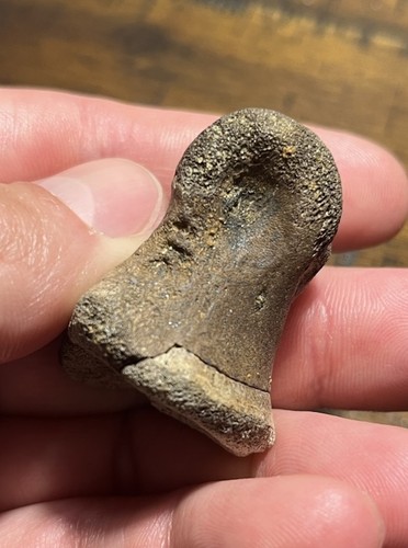 Well Preserved Dinosaur Toe Bone Digit Fossil Pachycephalosaur Or ...