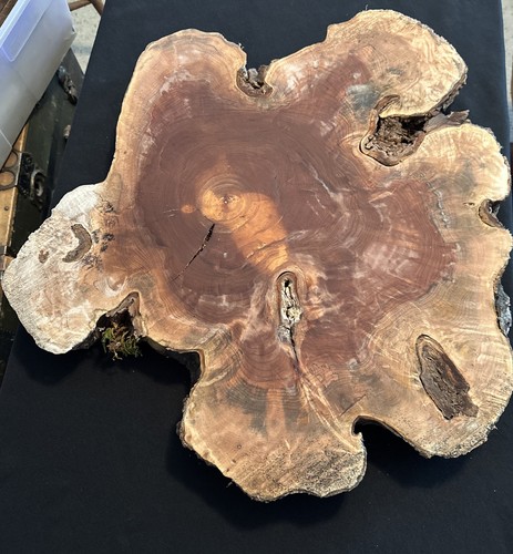 Maple Burl, Table Top, Sanded, 24” Long, 23” Wide, 2” Thick, Dry | eBay