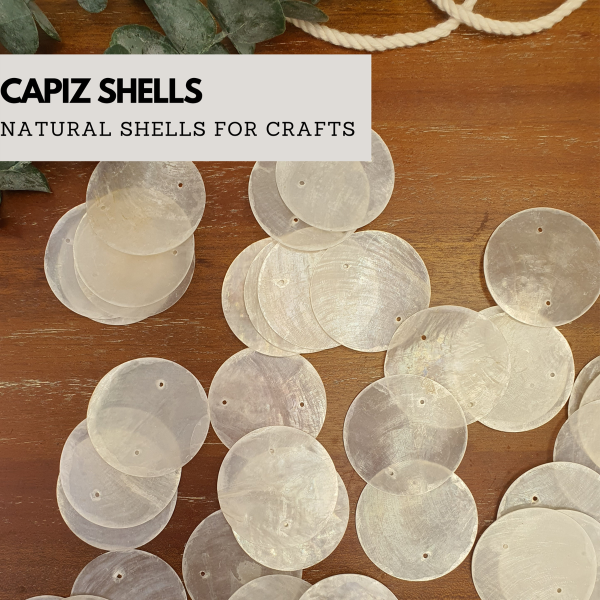 Capiz Shells For Crafts