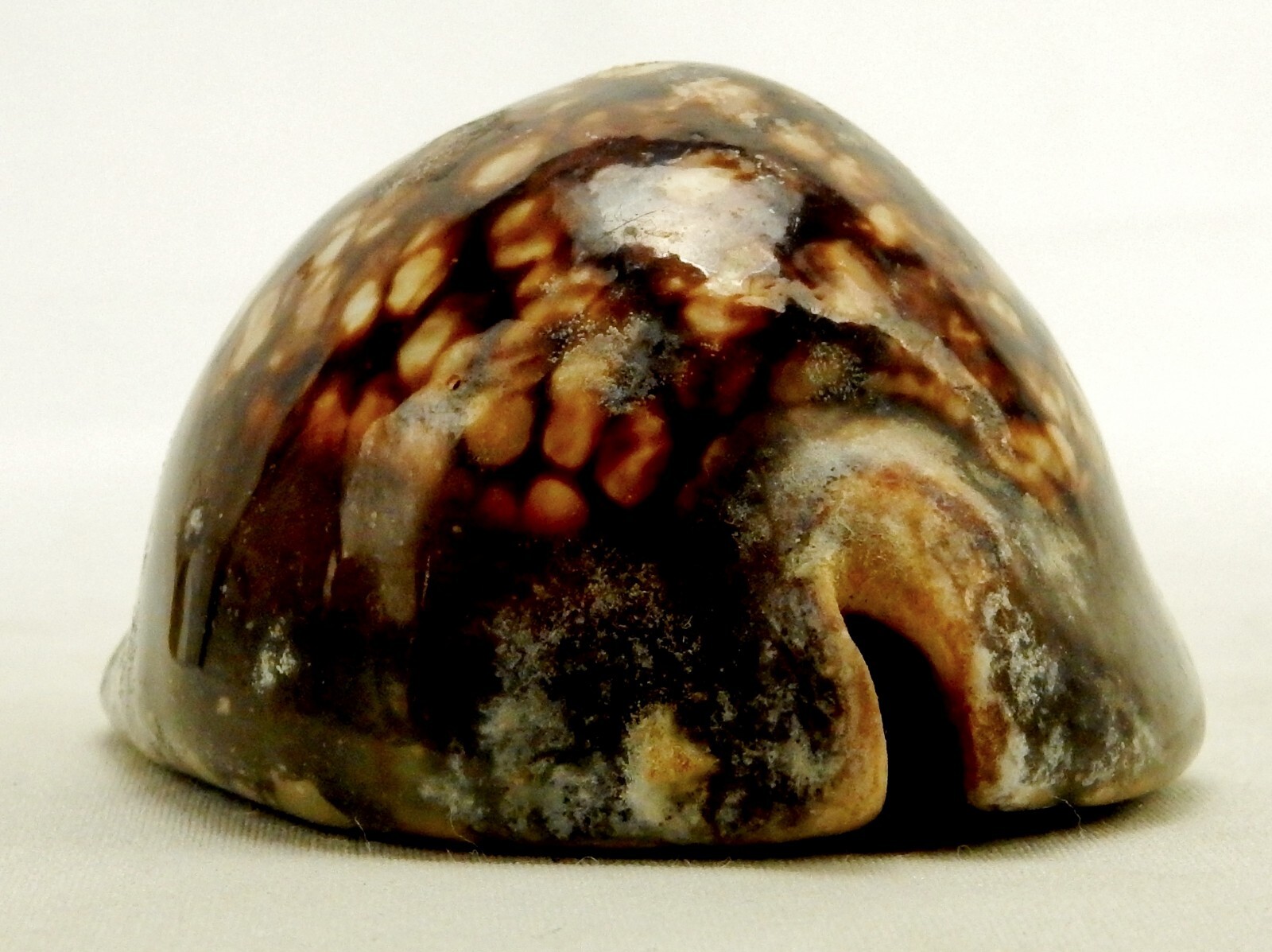 Brown Spotted Cowrie Sea Snail Shell, 3 1/2", Nautical Marine Decor ...