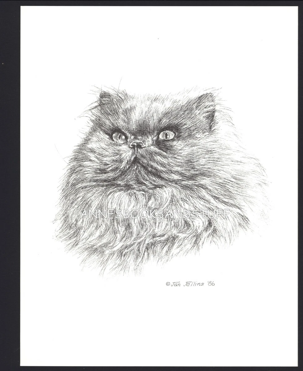 Persian Cat Drawing