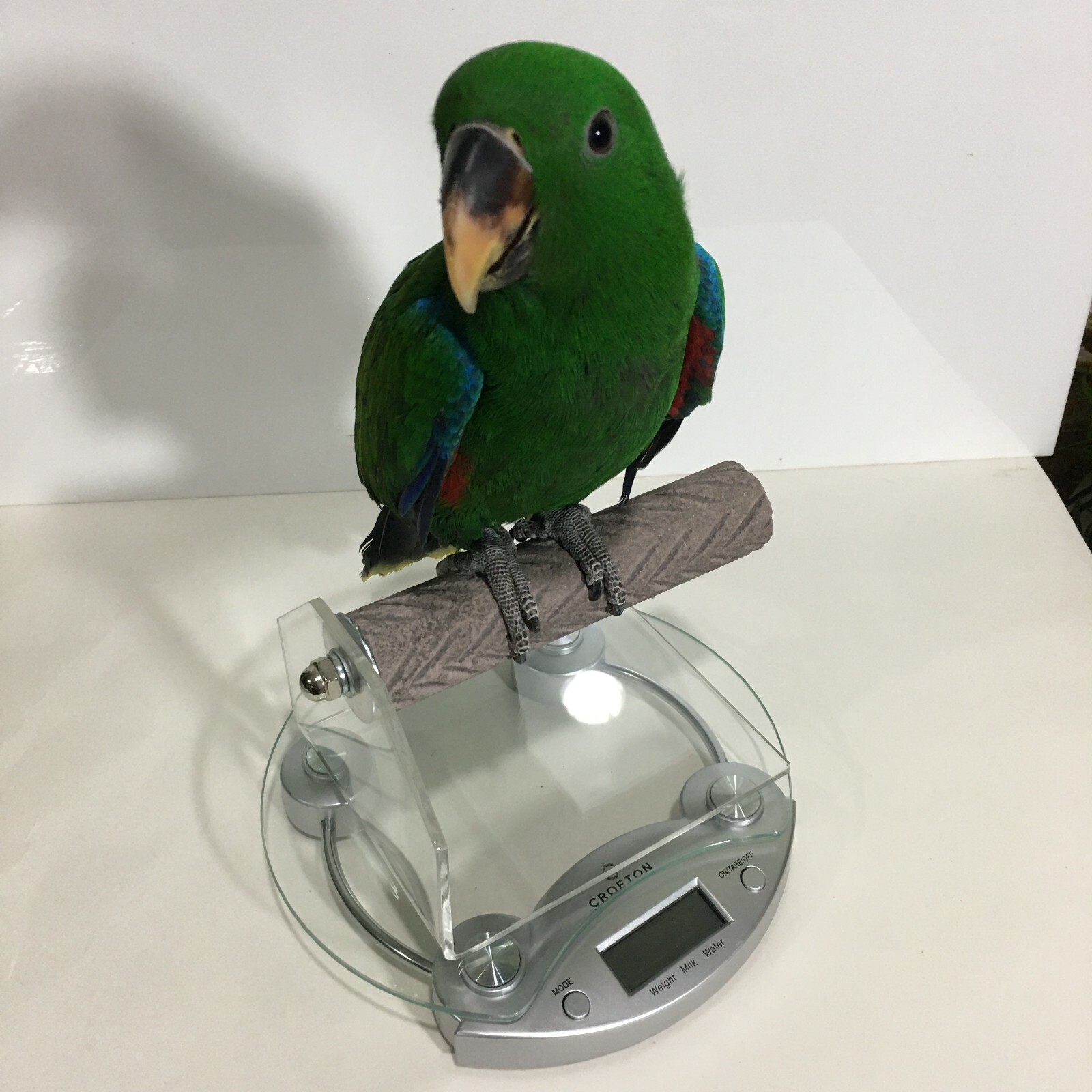 SCALE PERCH & DIGITAL GRAM / OUNCE SCALE - easily weigh your bird ...