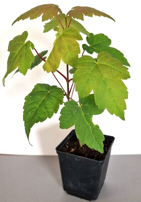 Sycamore Maple Tree, Potted, Native Tree, Sapling, 20-25cm | eBay UK
