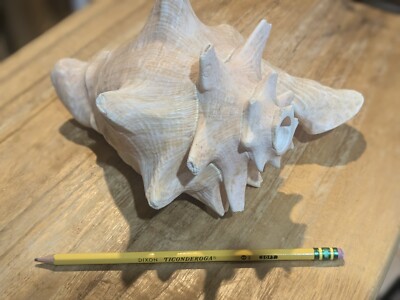 Large decorative musical conch shell | eBay