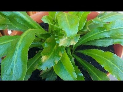 200++ SEMILLAS DE ALCAPATE ANCHO CULANTRO RECAO/ALCAPATE RECAO SEEDS ...