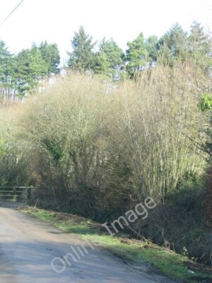 Photo 6x4 Trees obscuring the view of Membury Castle Green Down/ST2802 ...