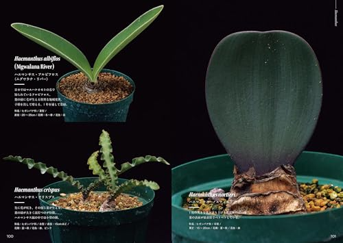 Cape Bulb Encyclopedia 230 Species South African Native Bulbous Plants ...
