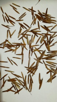 2000 semi orniello fraxinus ornus ( semi italiani ) frassino | eBay