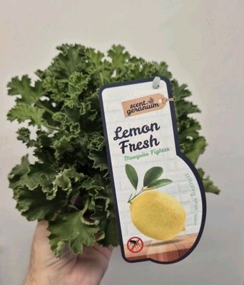 Citronella | Lemon Geranium Plant |Pelargonium Lemon Scented Geranium ...