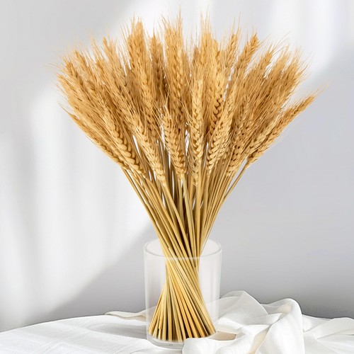 100 Stems Dried Wheat Stalks for Decor - Sheaves Grass Natural Bunch ...