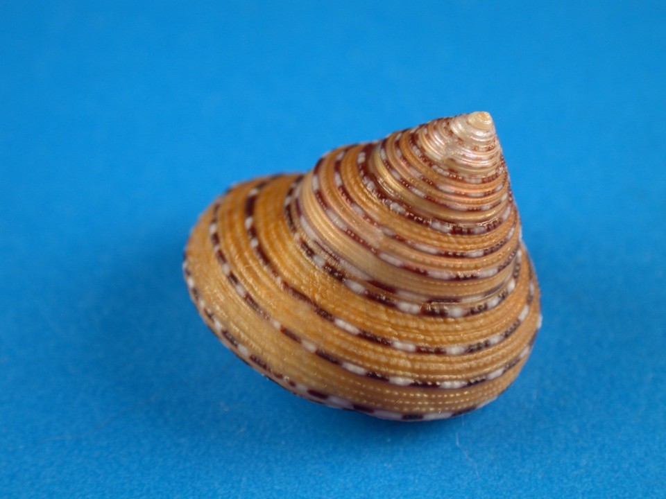 Calliostoma tricolor, Great Sculpture, 19.8mm, California Shell | eBay