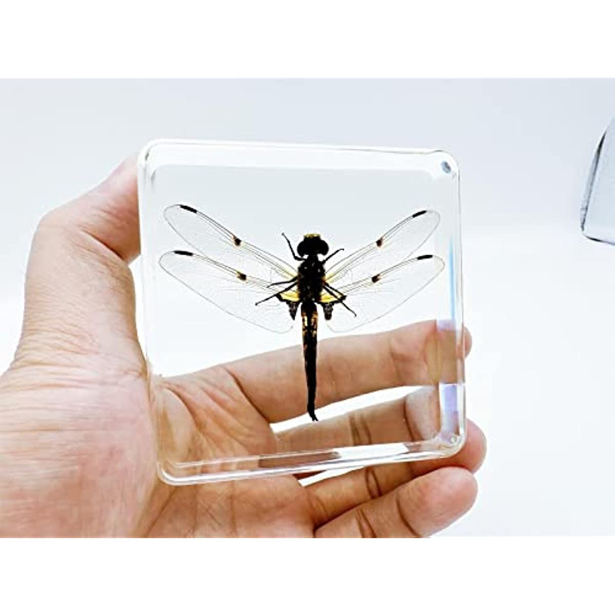 Real Butterfly Specimens In Resin - 6 Piece Set For Education & Science ...