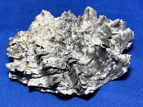 Rare Deep Red/Black Pliocene Era Fossil “Hyotissa Haitensis” Extinct ...