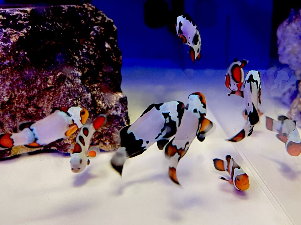 PAIR CLOWNFISH DESIGNER Clowns -PotLuck Assortment (2-fish) | eBay