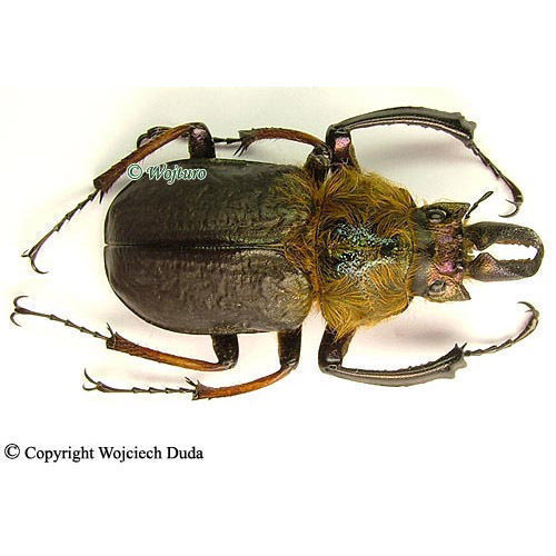 Sphaenognathus xerophilus - male, Very Rare, great 28mm, A1/A- | eBay