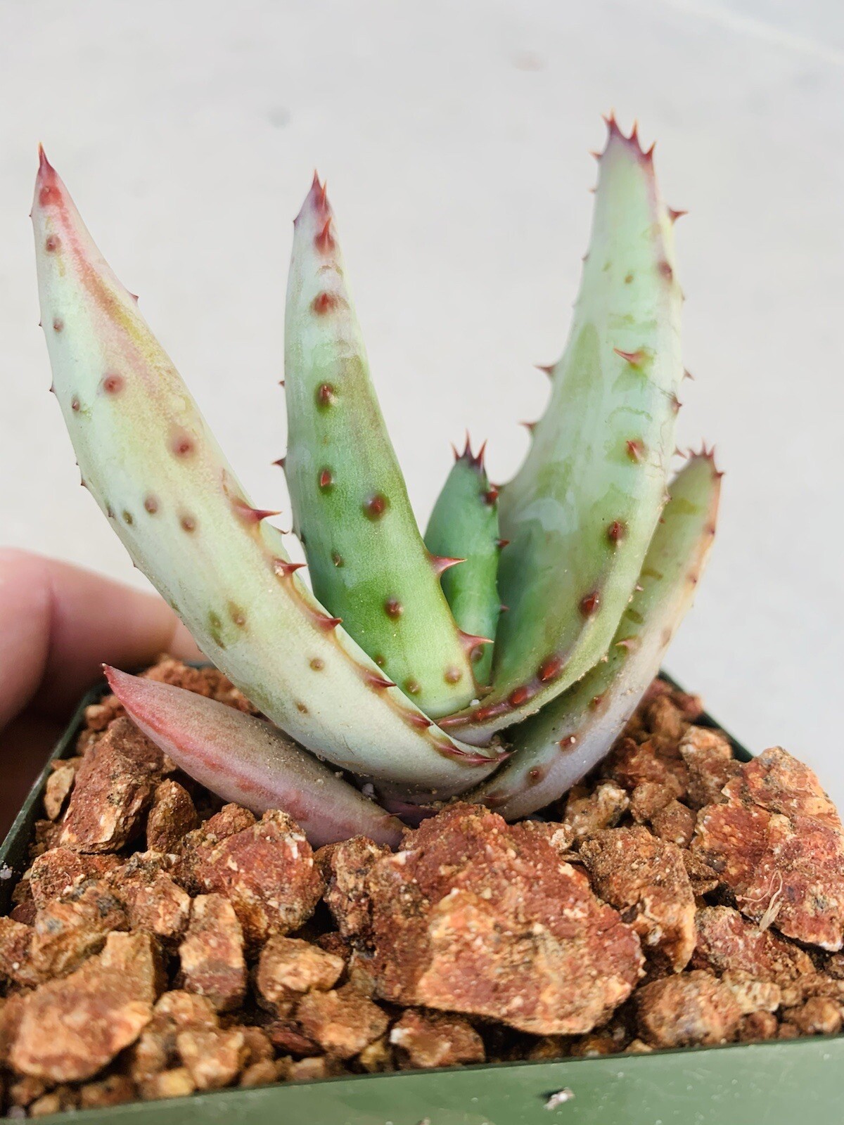 Yellow Flower Aloe ferox (Cape Aloe ) -Live Plant / Succulent Agave ...