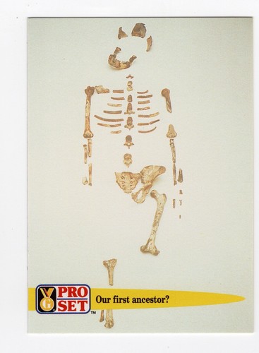 Skeletal remains of 'Lucy’ Awash River Hadar Ethiopia | eBay