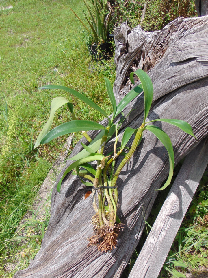 Dendrobium chrysotoxum v. suavissmum Bloom size Bare root SPECIES LARGE PLANT | eBay