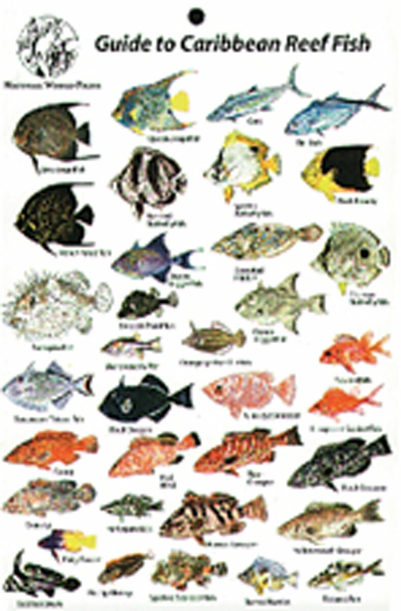 Caribbean Tropical Fish Identification Guide Reef Fish Identification
