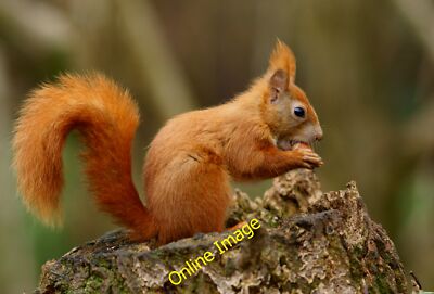 Photo 12x8 Getting to Grips Sandown At the Alverstone Mead Nature ...