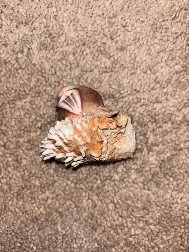 Spondylus Gaederopus Thorny Oyster Marine Shells Orange Red | eBay