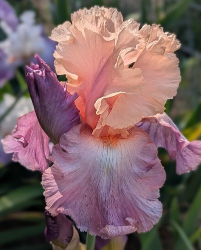 Secret Delight TB Iris Rhizome PRE-SALE to Ship July, August and Sept ...